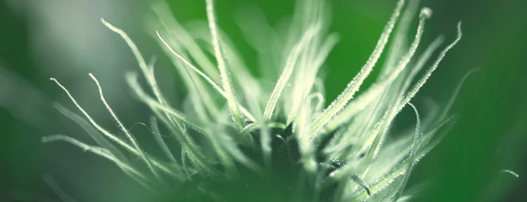 Cannabis Flowering Stages Week by Week (With Pictures) – Ultimate Guide ...