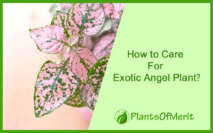 How to Care For Exotic Angel Plant? - Plants Of Merit