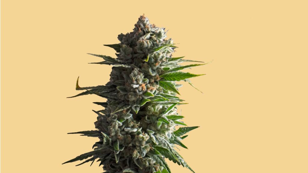 Are Marijuana Buds and “Flower” the Same Thing? - Plants Of Merit