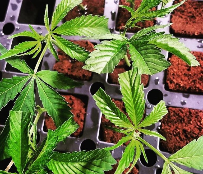 How to Clone Marijuana: Step-by-Step Guide for Successful Growth ...