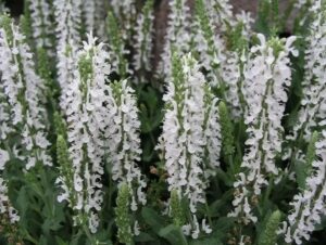 White Sage Plant: Growing Guide, Smudging and Seeds - Plants Of Merit