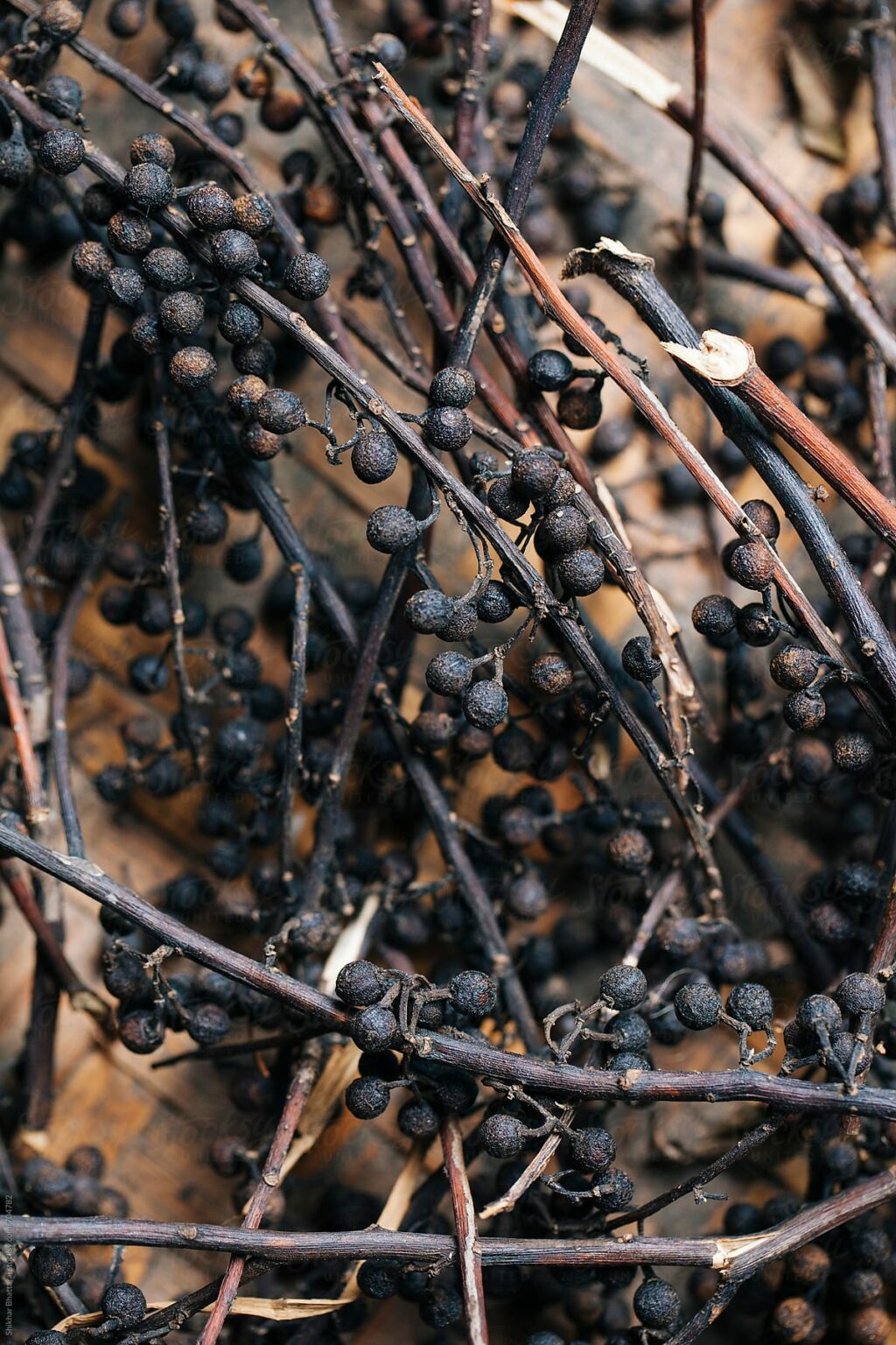 Sichuan Pepper Plant: Homegrown Numbing Spice - Plants Of Merit
