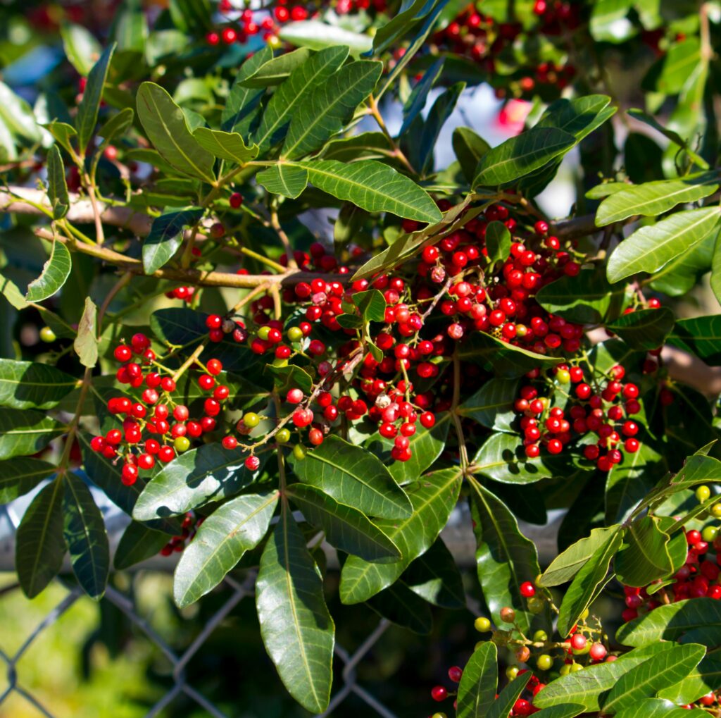 Sichuan Pepper Plant: Homegrown Numbing Spice - Plants Of Merit