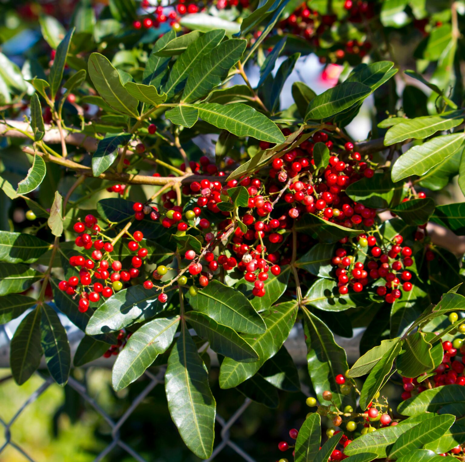 Sichuan Pepper Plant: Homegrown Numbing Spice - Plants Of Merit