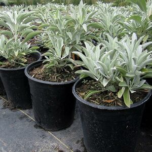 White Sage Plant: Growing Guide, Smudging and Seeds - Plants Of Merit