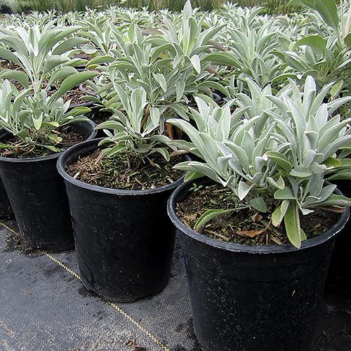 White Sage Plant: Growing Guide, Smudging and Seeds - Plants Of Merit