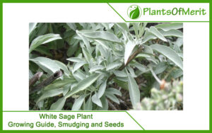 White Sage Plant: Growing Guide, Smudging and Seeds - Plants Of Merit