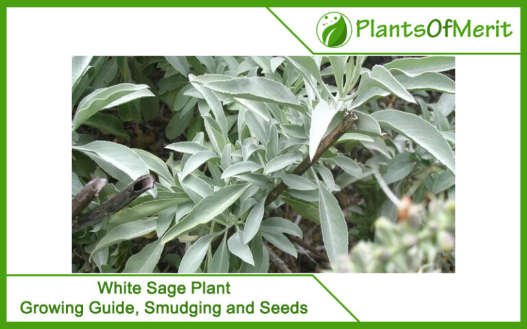 White Sage Plant: Growing Guide, Smudging and Seeds - Plants Of Merit