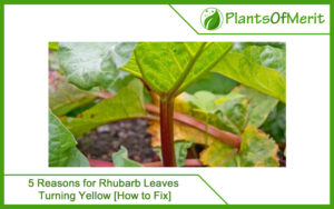 5 Reasons for Rhubarb Leaves Turning Yellow [How to Fix] - Plants Of Merit