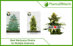 10 Best Marijuana Strains for Multiple Sclerosis (MS) Relief - Plants ...