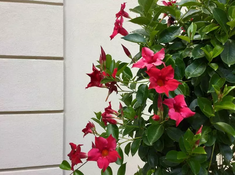 4 Causes of Mandevilla Leaves Turning Brown [Solution & Prevention ...