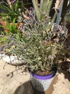 10 Reasons Why the Lavender Plant Is Dying [How to Revive] - Plants Of ...