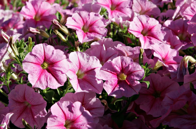 3 Reasons For White Spots On Petunia Control Prevention Plants Of