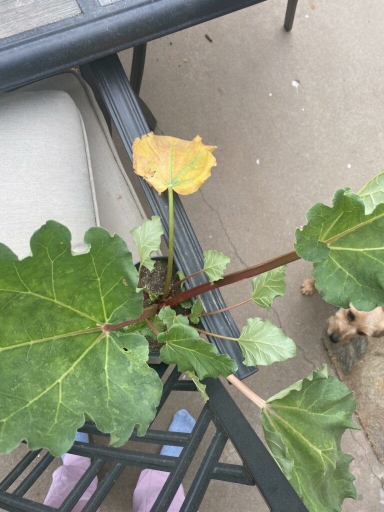 5 Reasons for Rhubarb Leaves Turning Yellow [How to Fix] - Plants Of Merit