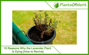 10 Reasons Why the Lavender Plant Is Dying [How to Revive] - Plants Of ...