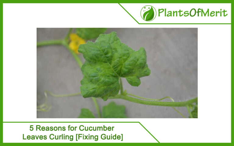 5 Reasons for Cucumber Leaves Curling [Fixing Guide] - Plants Of Merit
