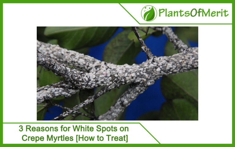 White Spots On Crepe Myrtle