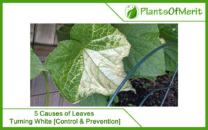 5 Causes of Leaves Turning White [Control & Prevention] - Plants Of Merit