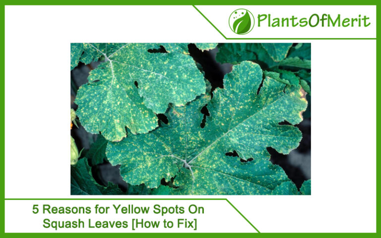 5 Reasons for Yellow Spots On Squash Leaves [How to Fix] - Plants Of Merit