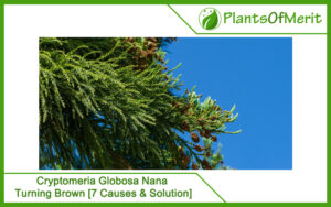 Cryptomeria Globosa Nana Turning Brown [7 Causes & Solution] - Plants ...