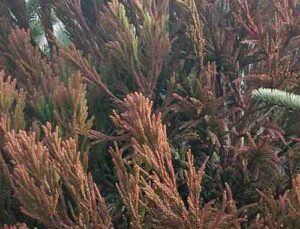 Cryptomeria Globosa Nana Turning Brown [7 Causes & Solution] - Plants ...
