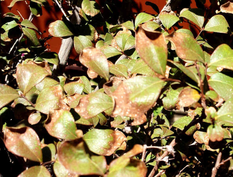 5 Causes of Crepe Myrtles leaves Turning Brown [How to Fix] - Plants Of ...
