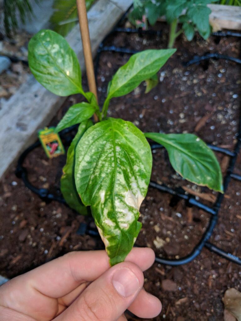 5 Causes of Leaves Turning White [Control & Prevention] - Plants Of Merit