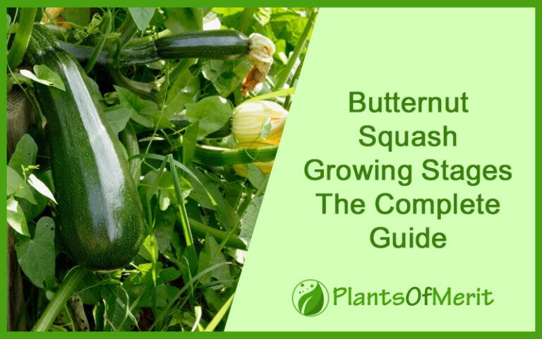 Butternut Squash Growing Stages – The Complete Guide - Plants Of Merit
