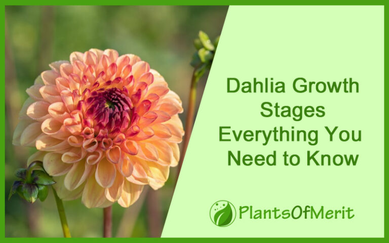 Dahlia Growth Stages – Everything You Need to Know - Plants Of Merit