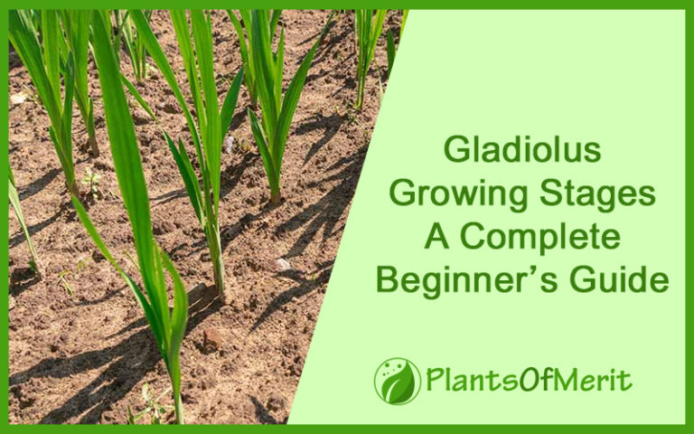 Gladiolus Growing Stages – A Complete Beginner’s Guide - Plants Of Merit