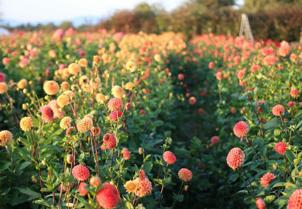 Dahlia Growth Stages – Everything You Need to Know - Plants Of Merit