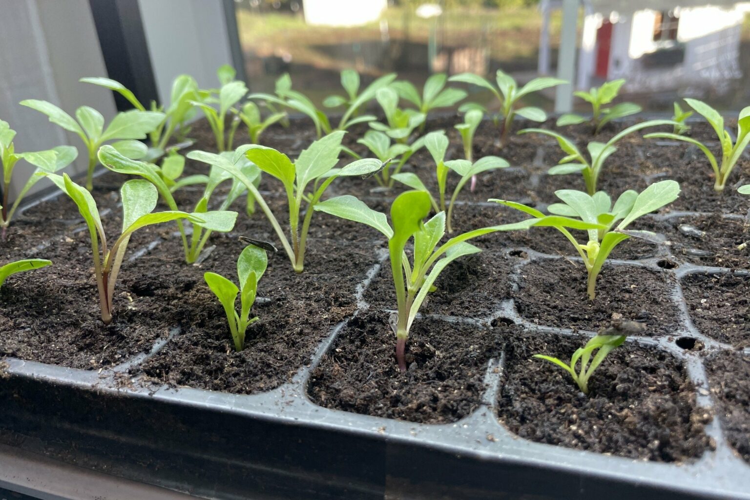 Dahlia Growth Stages – Everything You Need to Know - Plants Of Merit